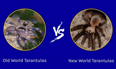 Old World Tarantulas Vs New World Tarantulas How Are They Different