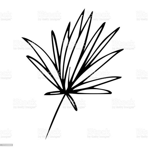 한 손으로 그려진 이국적인 열대 잎 낙서 스타일에서 흰색 배경에 격리 된 검은 색 윤곽선 카드 포스터 소셜 미디어 배너 스티커에 대한 귀여운 요소 벡터 그림입니다 귀여운에