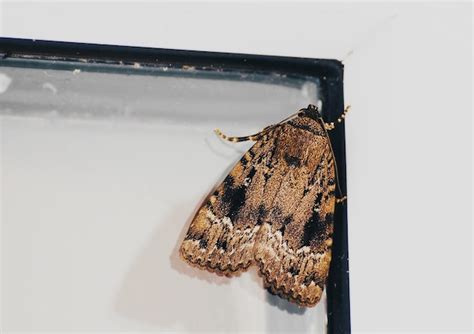 Premium Photo Close Up Of Snow On Metallic Structure