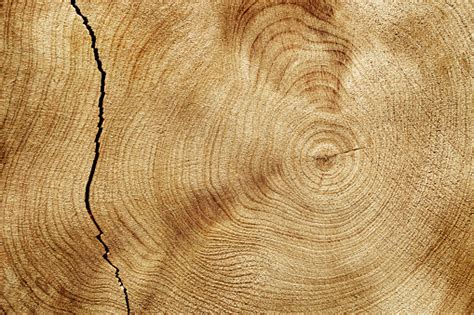 금이 간 나무 조각 와 나무 와 나무 나무 나무 반지 와 자연 기하학적 패턴 추상적 자연 배경 자연스러운 나무 유기적 질감과 모양 갈색 베이지 그라데이션 색상 흙색 0명에