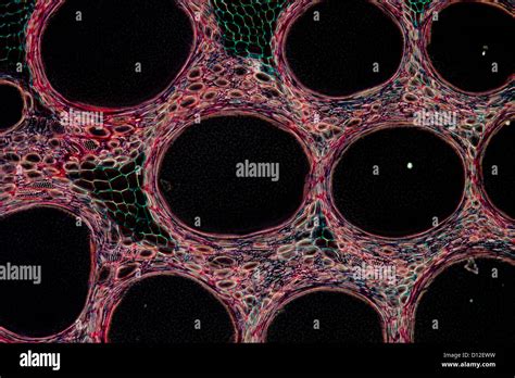 Microscopy Micrograph Plant Tissue Stock Photos Microscopy Micrograph Plant Tissue Stock