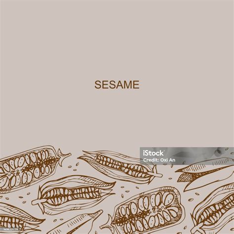 텍스트에 대한 참깨 레이블 템플릿 배경입니다 씨앗이 있는 참깨 식물 손으로 그린 벡터 배경 그림 건강 식품 유기농 제품 수확