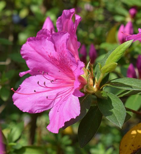 Hot Pink Azalea Flower Free Photo On Pixabay