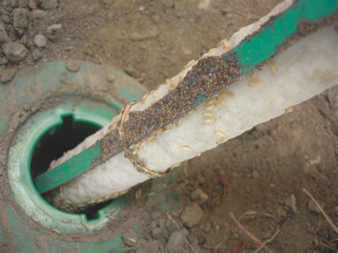 Comment éliminer Les Termites Sentri Tech