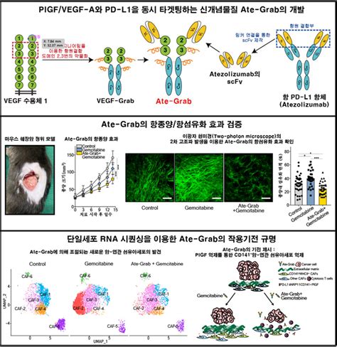 종양 섬유화 억제 통해 췌장암 극복 앞당긴다 연구성과 연구 서울대학교