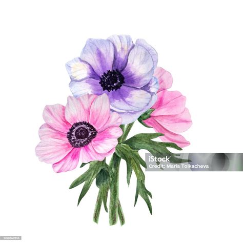 흰색 배경에 격리된 아네모네 수채화 그림입니다 발렌타인 데이 청첩장 생일 및 어머니의 날 카드 포스터 텍스타일 디자인 표지 배경 인쇄물 패턴 2월에 대한 스톡 벡터 아트 및