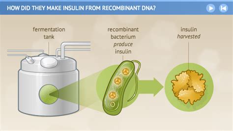 Production Of Recombinant Insulin Optical Priority
