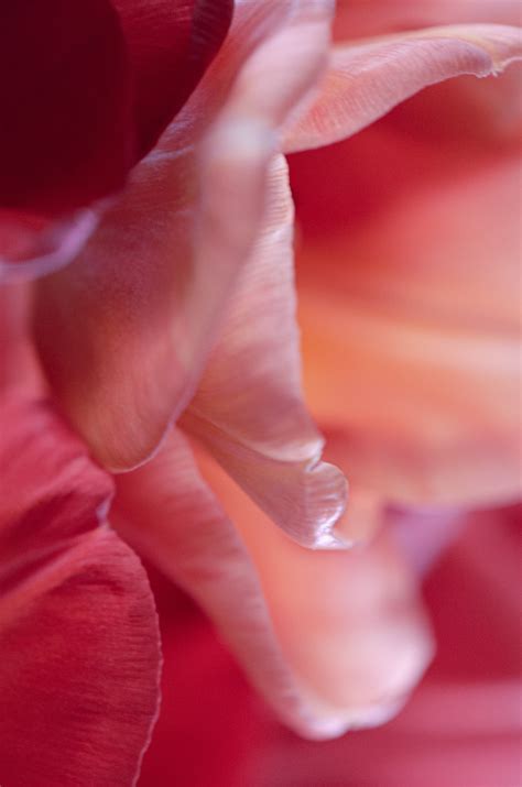 물방울이 있는 붉은 꽃의 클로즈업 사진 Unsplash의 무료 텍스처 배경 이미지