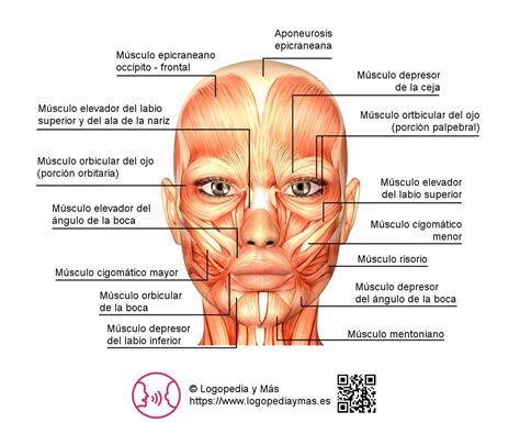 Anatomía Facial Descubre Los Músculos De La Cara