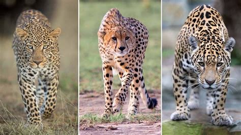 Cheetah Vs Jaguar Vs Leopard Spots