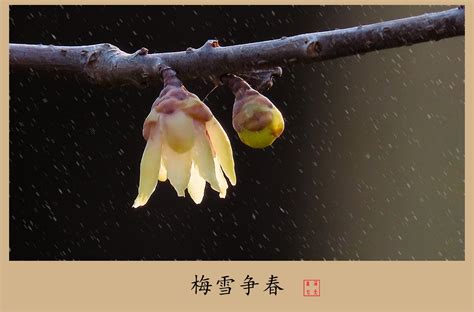 梅雪争春摄影图片生态摄影 义薄云天的博客 太平洋电脑网摄影部落