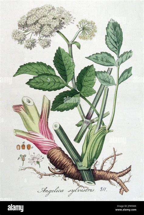 Angelica Sylvestris Illustration Fotos Und Bildmaterial In Hoher
