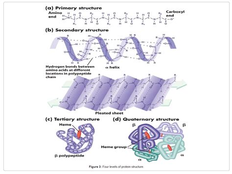 In Silico Structure Modeling And Characterization Of Hypothetical