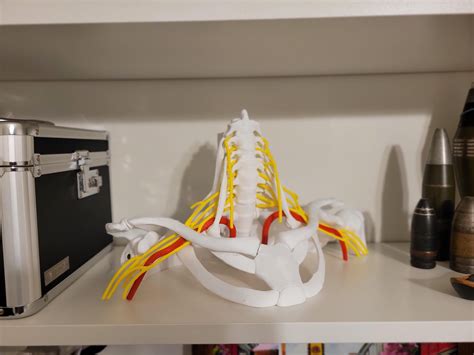 Anatomically Correct Brachial Plexus Model 16 Pieces Held Together