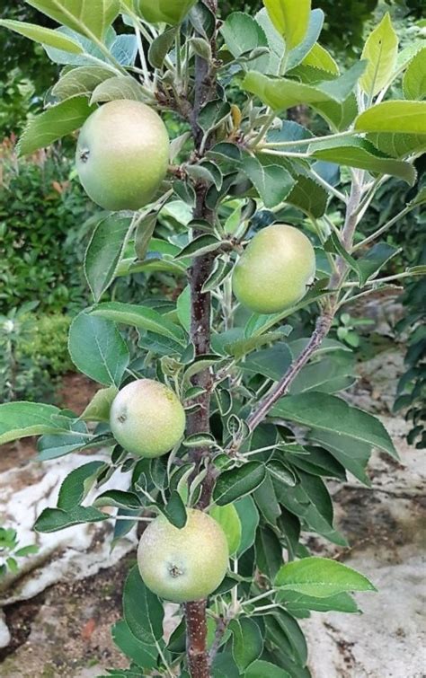 사과나무 묘목 기둥사과2년생분묘 유실수 향수묘목농원