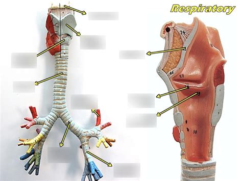 Respiratory Diagram Quizlet