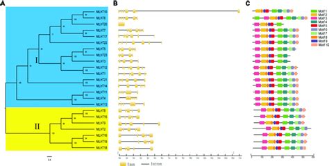 Phylogenetic Relationship Exon Intron Structures And Conserved Motifs