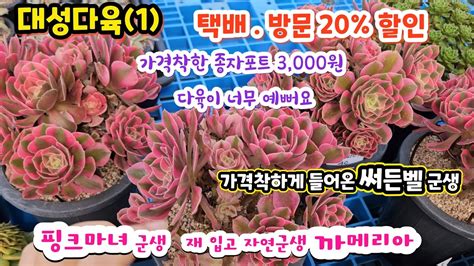 대성다육1 예쁜 군생 다육이 입고 핑크마녀 까멜리아 미리내 군생 써든벨 웨딩 Youtube