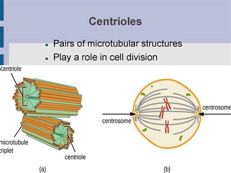 Centrosome And Centrioles