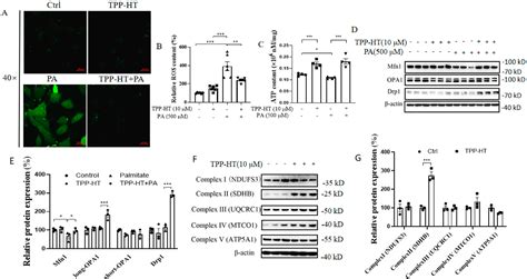 Figure 3 From Mitochondria Targeted Triphenylphosphonium Hydroxytyrosol Prevents Lipotoxicity
