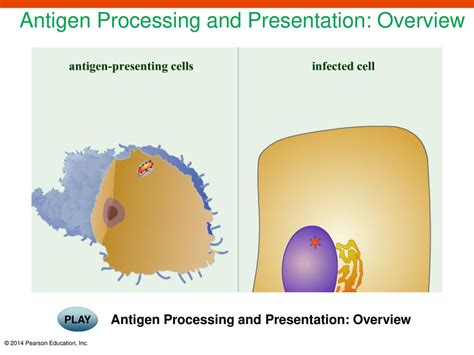 16 Adaptive Immunity Ppt Download