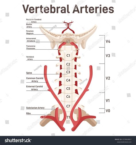 Vertebral Artery