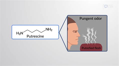 Video Physical Properties Of Amines