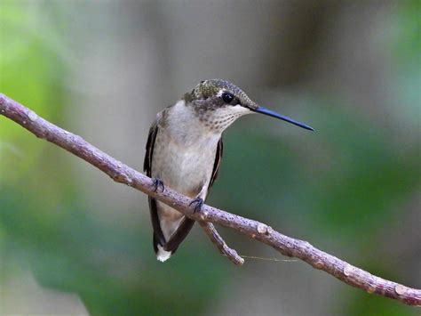 Ruby Throated Hummingbird Female Birdforum