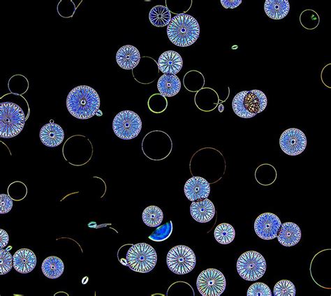 Diatoms Have Sex After All And Ammonium Puts Them In The Mood