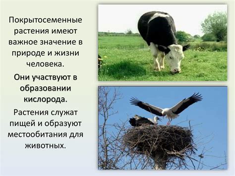 Значение растений в природе и жизни человека Покрытосеменные растения презентация онлайн