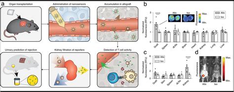 The Real‐time Monitoring Of Granzyme B Through Molecular‐imaging‐guided