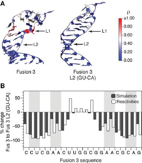 Comparison Of In Cell SHAPE Seq Reactivities With Molecular Dynamics Download Scientific