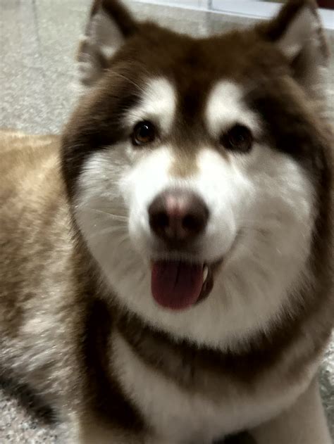 Classification Classification Dataset And Pre Trained Model By Kritta