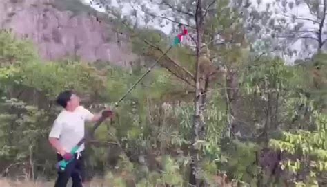 高枝剪高枝锯伸缩高空剪电动无刷修枝剪锯加长高枝粗枝园 林果树 阿里巴巴
