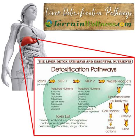 Liver Metabolism The 3 Phases Of Detoxification Naturopathic Primary