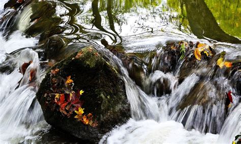 1 Free Erdei Ibolya And Erdei Csobogó Images Pixabay