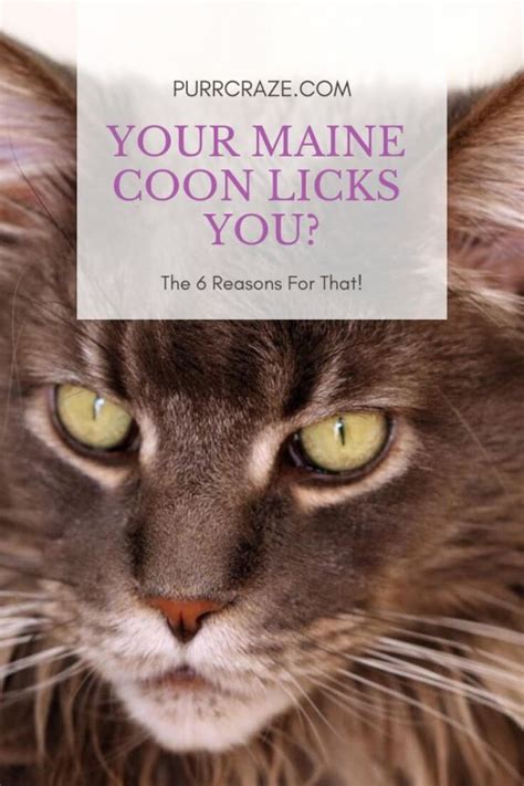 The 6 Reasons Why Your Maine Coon Licks You Purr Craze