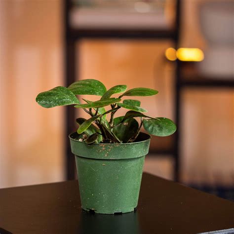 Ficus Deltoidea Gabriella Plants
