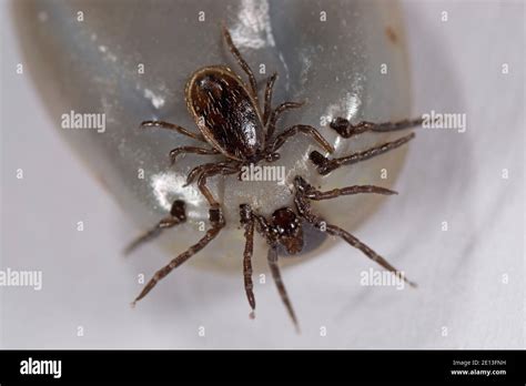 Tick Ticks Ixodes Hi Res Stock Photography And Images Alamy
