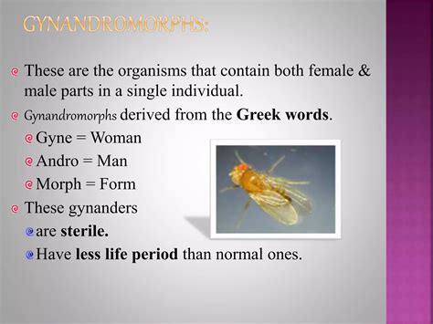 Genic Balance Theory Of Bridges Gynandromorphs Pptx