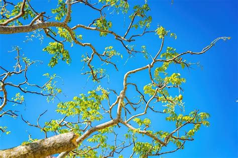 100 Ambarella Pictures