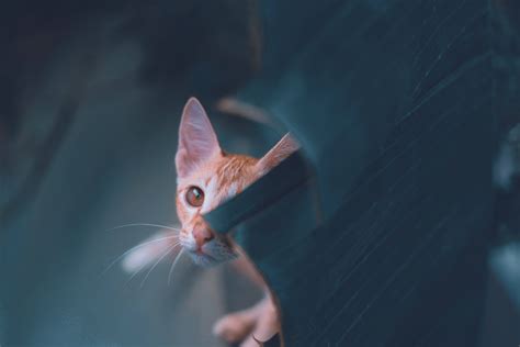 Download Cat Computer Ginger Wallpaper