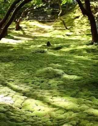 「蘚」為人知，苔蘚植物在農旅和園林中的應用 每日頭條
