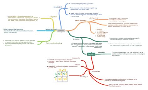 Genetics Coggle Diagram Genetics Coggle Diagram