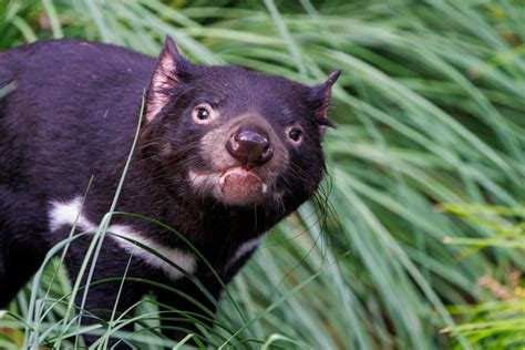 Tasmanian Devils Habitat