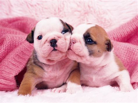 Pink Puppies Wallpapers Top Free Pink Puppies Backgrounds