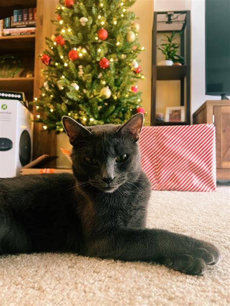 Model Behavior Her Name Is Lantus Rgreybies