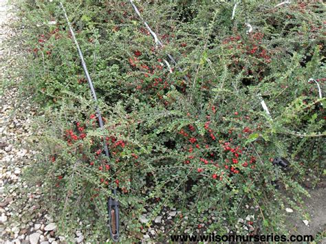 Cranberry Cotoneaster Wilson Nurseries