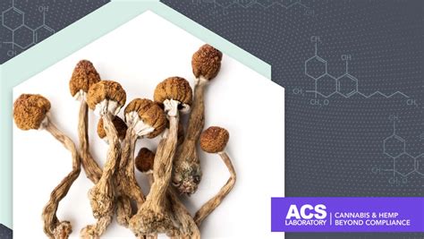 Psilocybin Guide Effects Benefits Risks And Legality