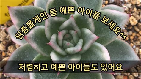 3월 1일 금다육이들 저렴하게 드려요 레인보우 원종몰게인 등 예쁜 아이들 많아요 다육 다육식물 다육이금 다육이